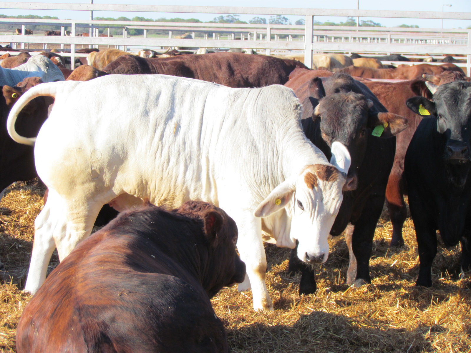 WALCON OSDAM – Walcon Ile de France